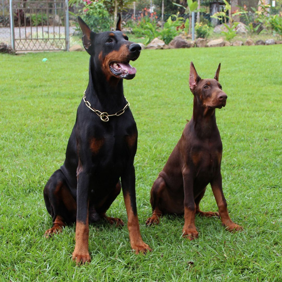 biggest doberman